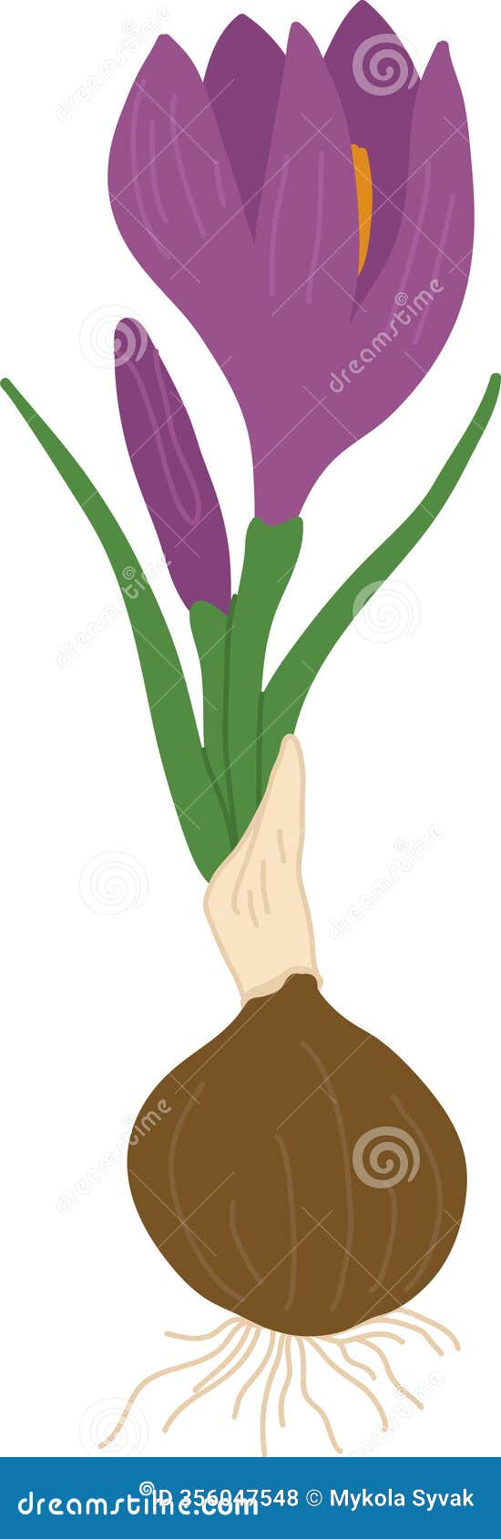 Hand Drawn Crocus Flower with Bulb Stock Illustration - Illustration of ...