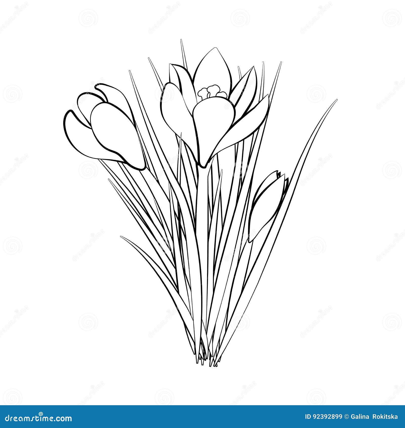 Hand Drawn Crocus Flowers. Elegant Vintage Card. Three White Crocus ...