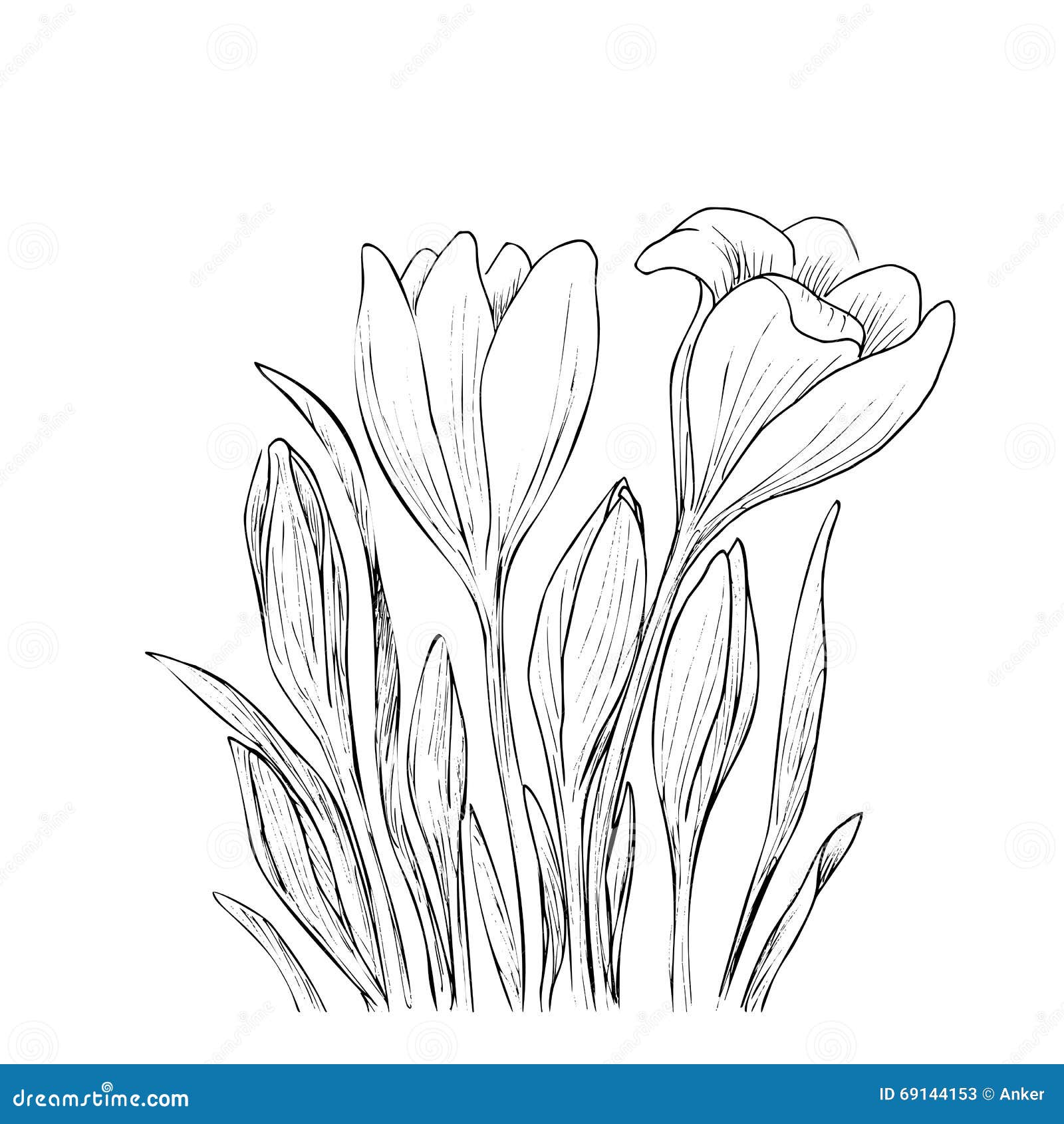 Hand drawn crocus flowers. stock vector. Illustration of garden - 69144153