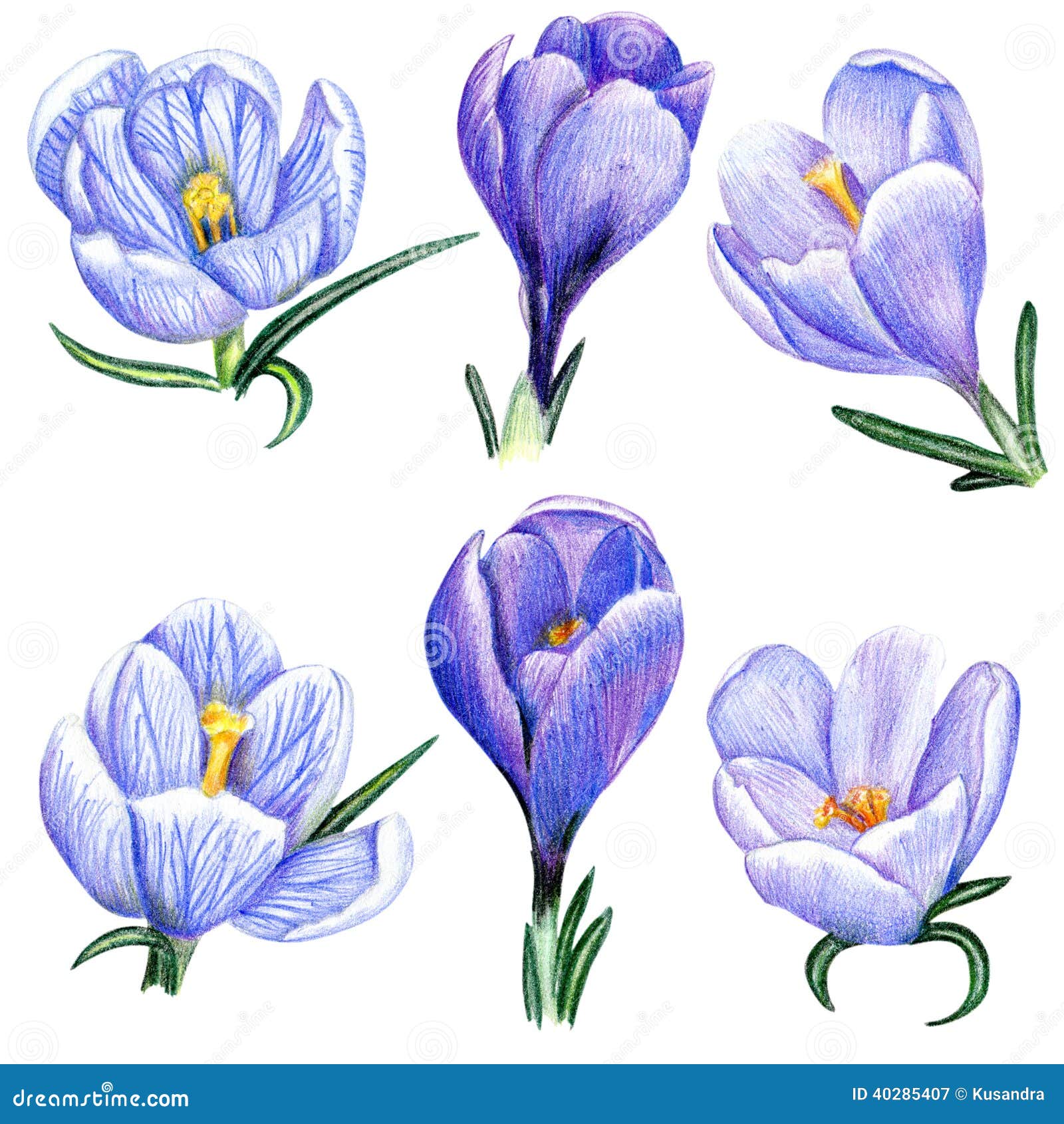 Hand-drawn crocuses stock illustration. Illustration of bright - 40285407