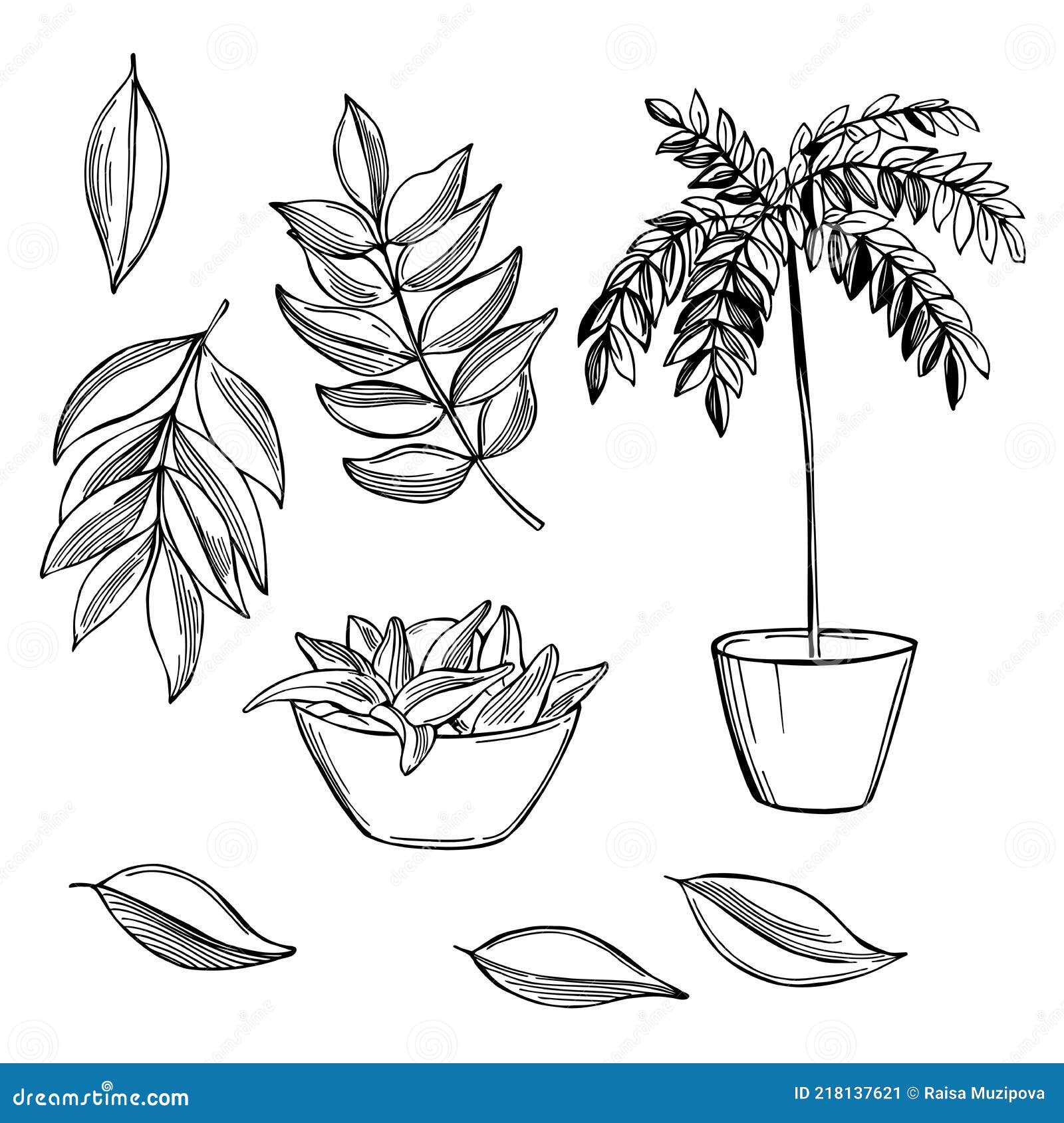 Curry Leaves. Vector Illustration Stock Vector - Illustration of fresh ... Curry Leaves. Vector Illustration Stock Vector - Illustration of fresh ...