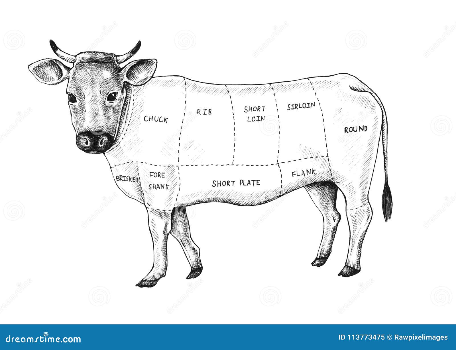 Hand drawn cut of beef stock illustration. Illustration of chart ...