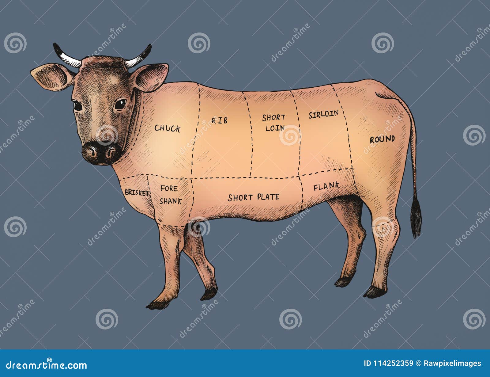 Hand drawn cut of beef stock illustration. Illustration of livestock ...
