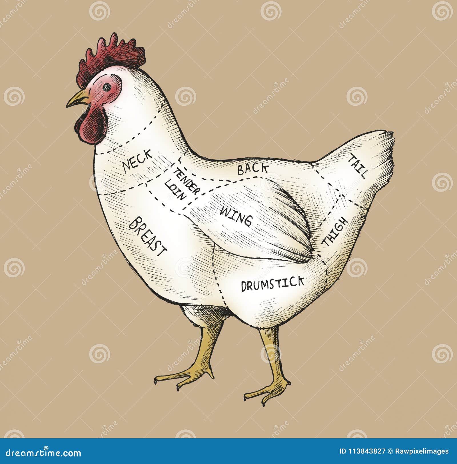 Hand drawn cut of chicken stock illustration. Illustration of hand ...