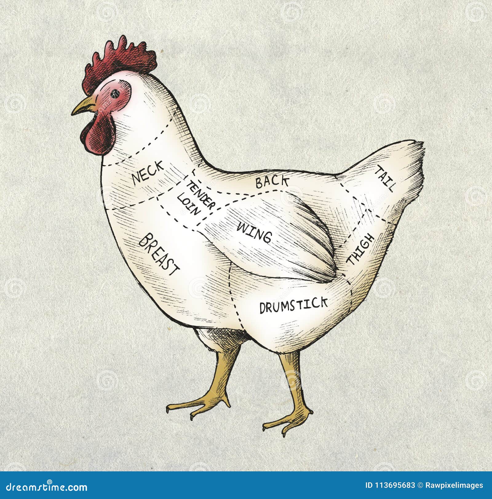Hand drawn cuts of chicken stock illustration. Illustration of hand ...