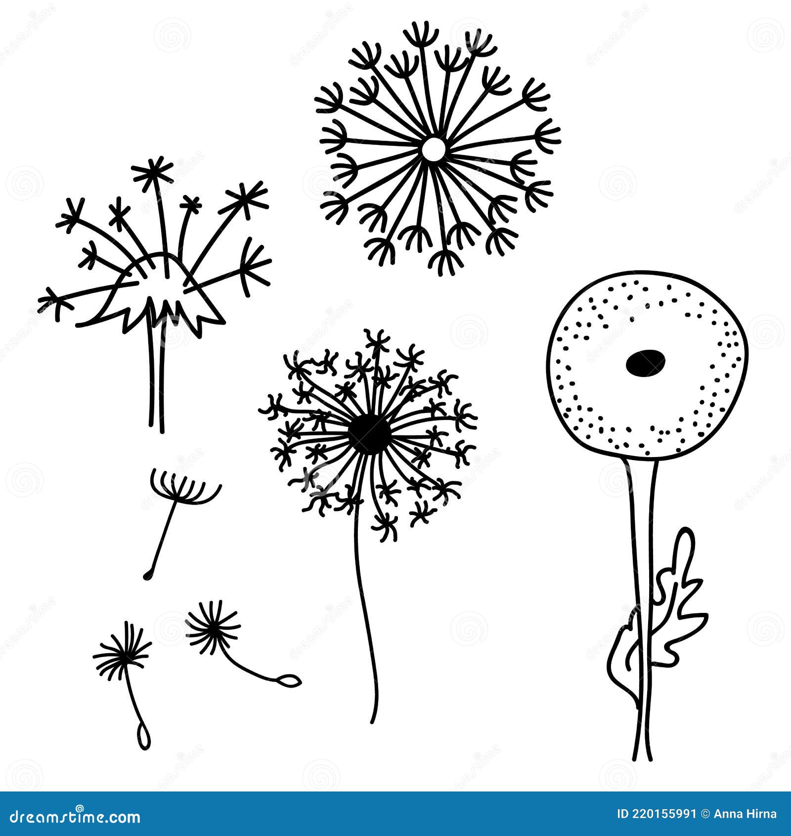 Hand Drawn Dandelions. Vector Illustration in Doodle Style. Isolate on ...