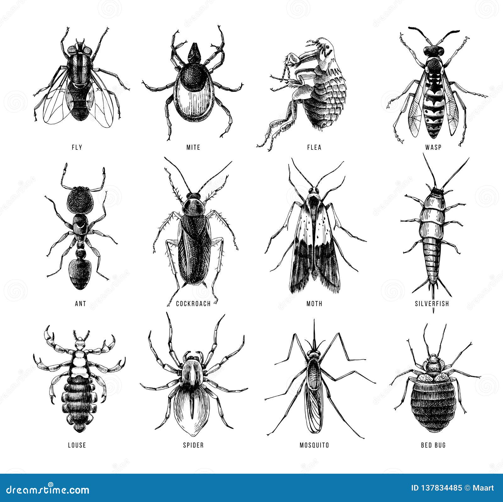 Dangerous Insects And Their Habitat Color Infographics Vector ... Dangerous Insects And Their Habitat Color Infographics Vector ...