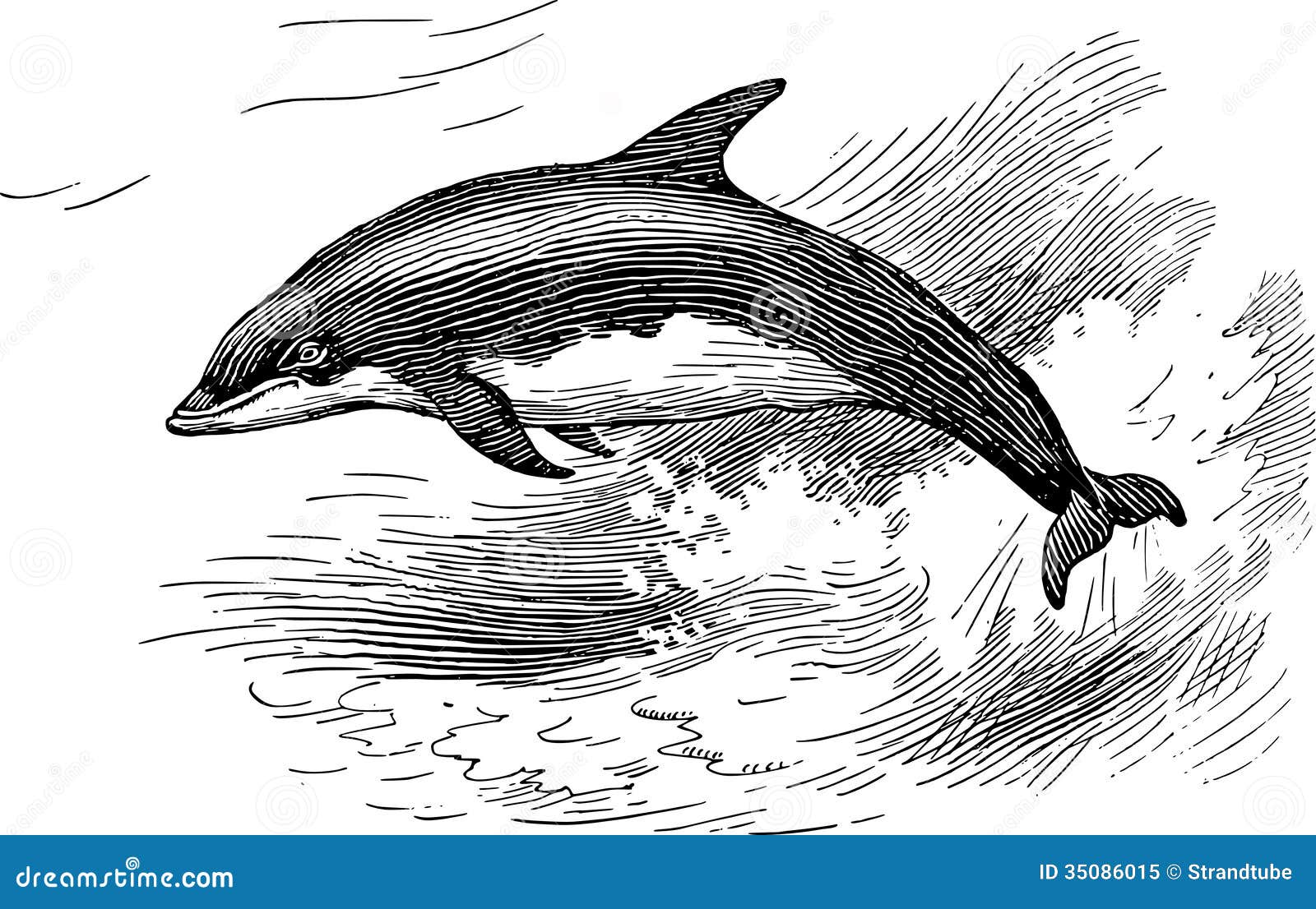Dolphin stock illustration. Illustration of ocean, hand - 35086015