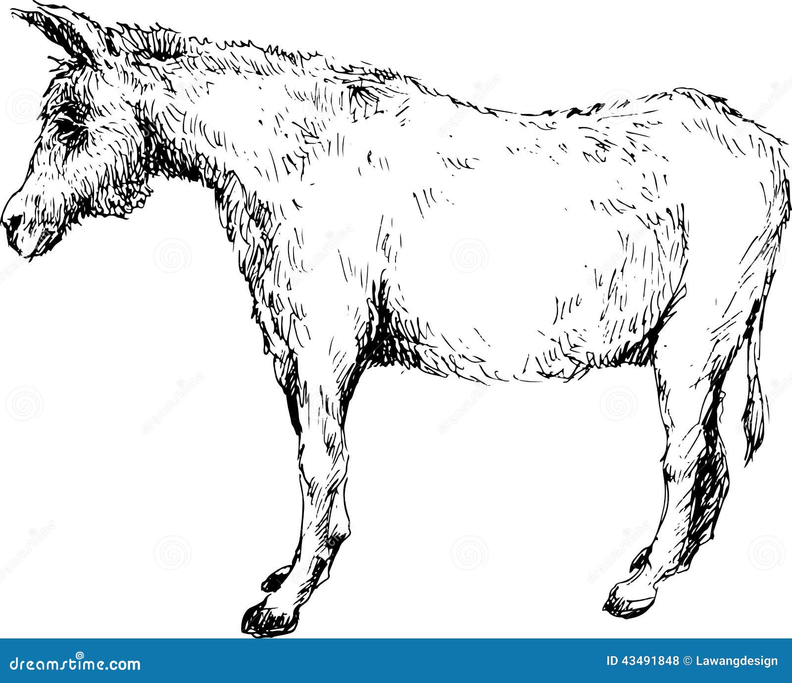 Hand drawn donkey stock vector. Illustration of animal - 43491848