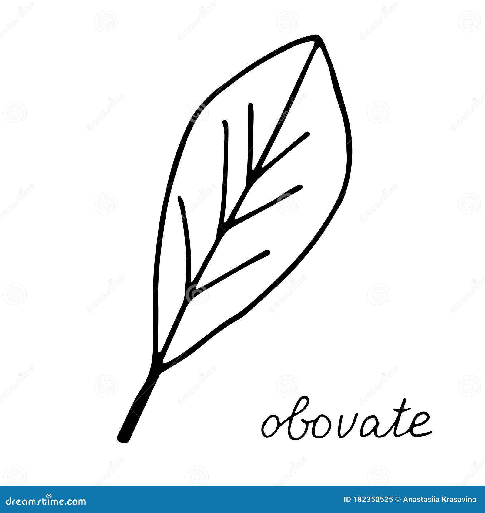 Hand Drawn Doodle Leaf. Black Shape With Different Forms. Obovate Leaf ...