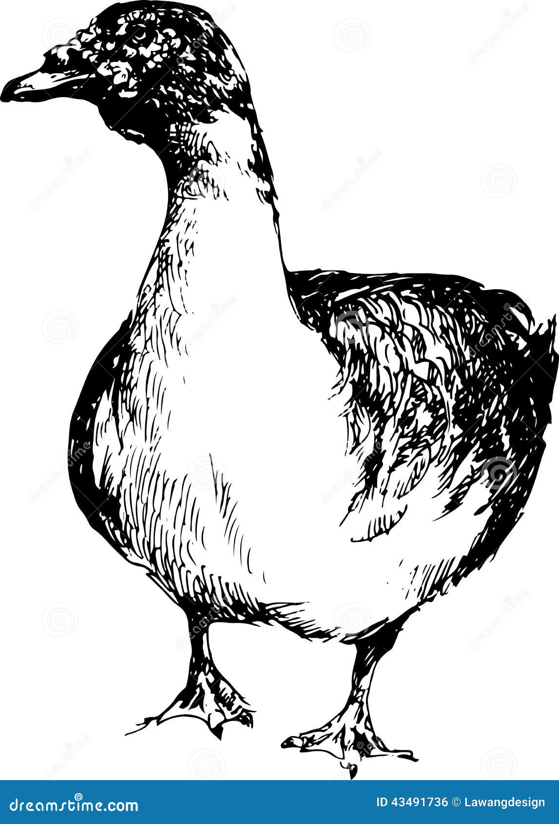 Hand drawn duck stock vector. Illustration of drawing - 43491736