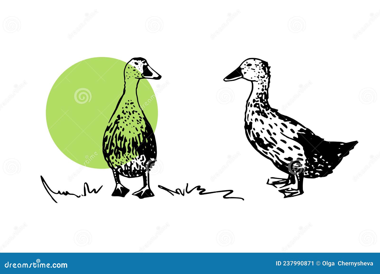 Hand Drawn Ducks. Vector Poultry Illustration on White Background Stock ...