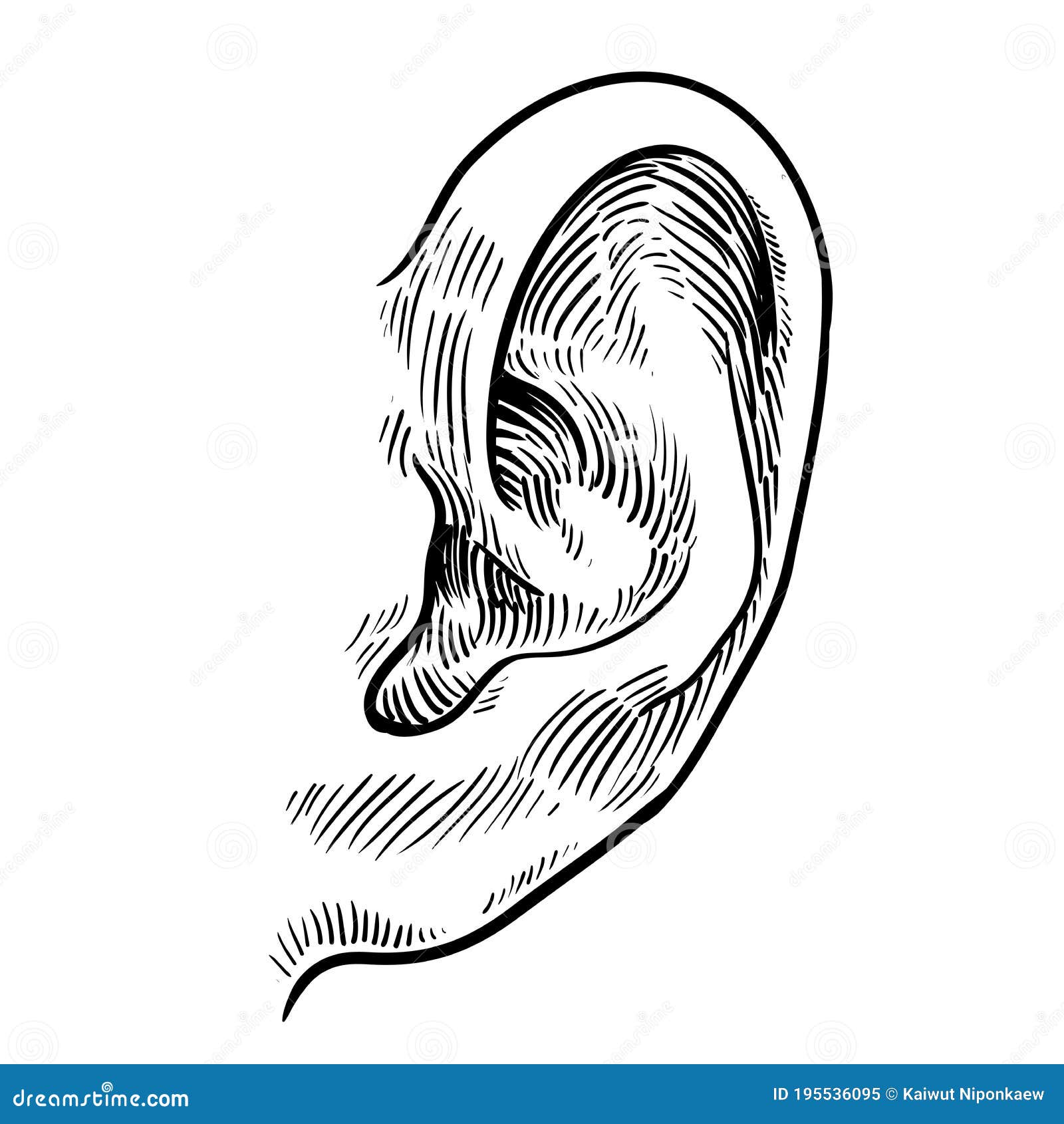 Hand drawn ear stock vector. Illustration of drawing - 195536095