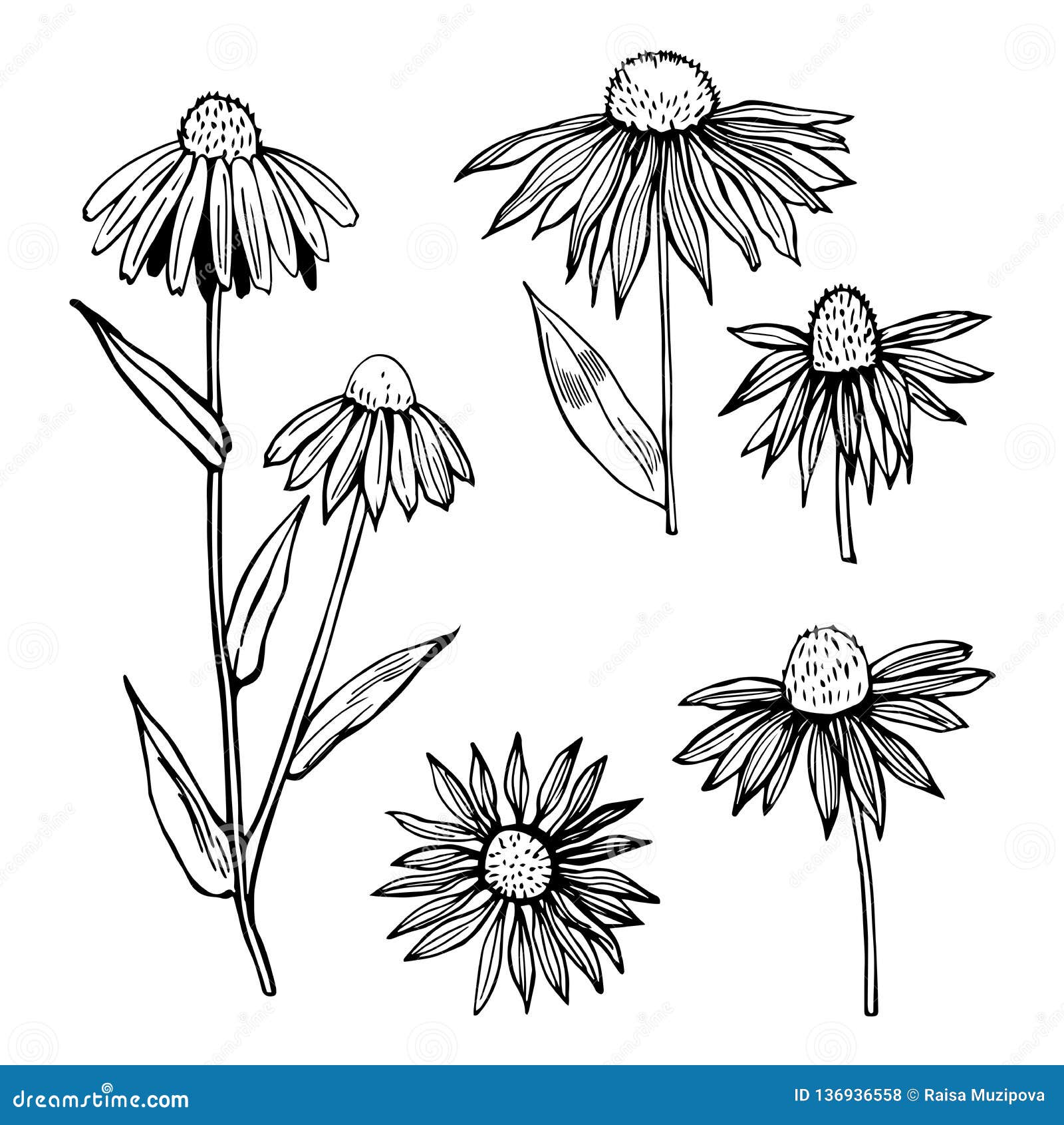 Hand Drawn Echinacea. Medicinal Herbs Stock Vector - Illustration of ...