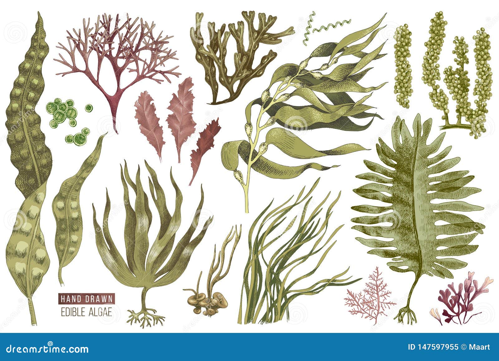 Red Sea Algae Royalty-Free Stock Photo | CartoonDealer.com #53509287