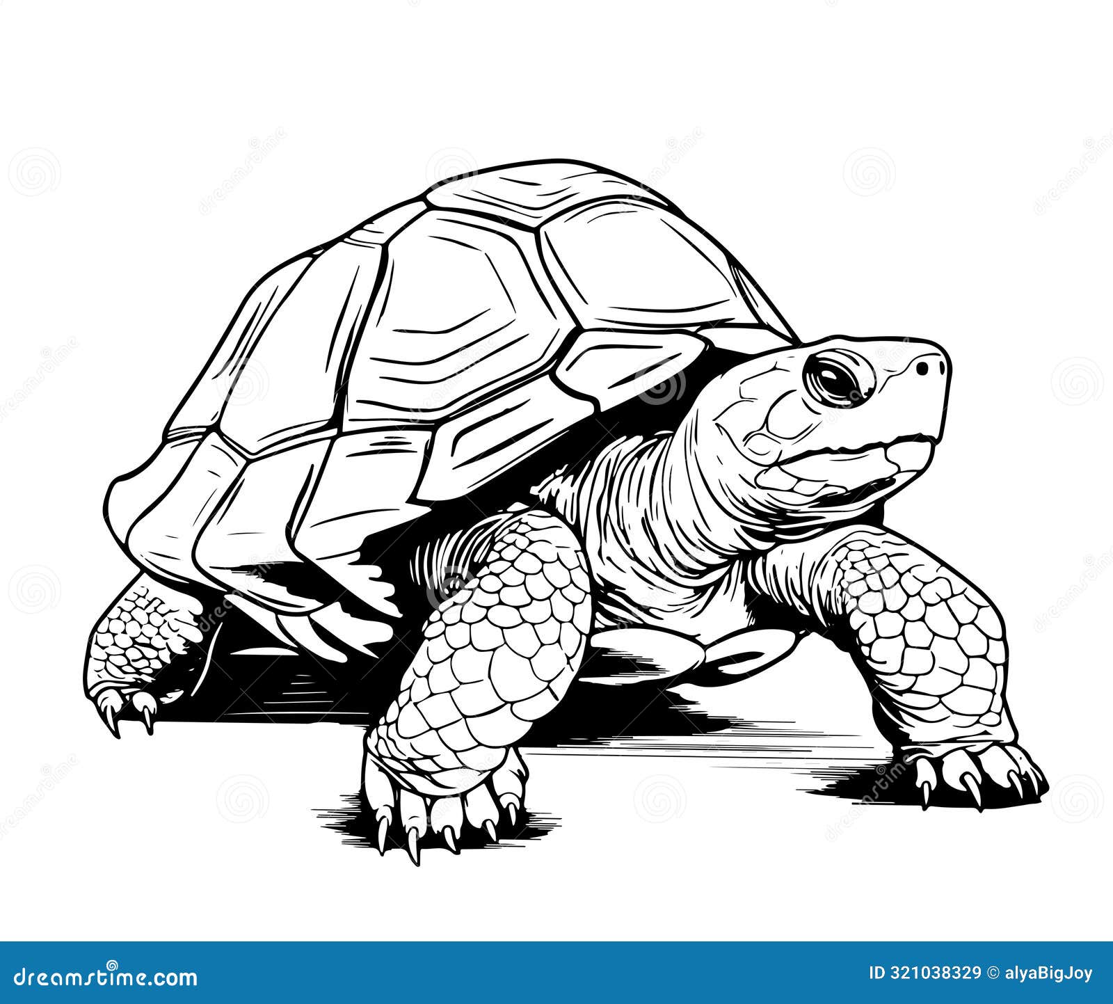 Hand Drawn Engraving Pen and Ink Turtle Stock Illustration ...