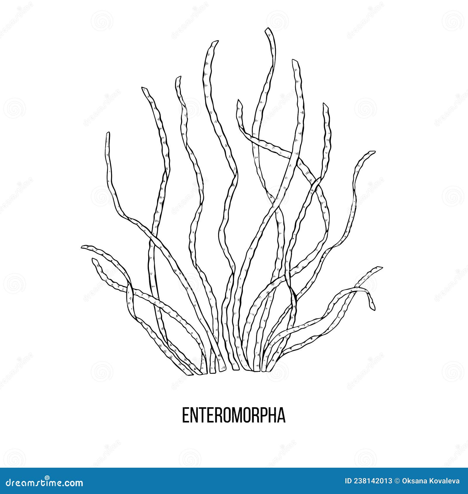 Hand Drawn Enteromorpha Algae Black Set On White Background. Vector ...