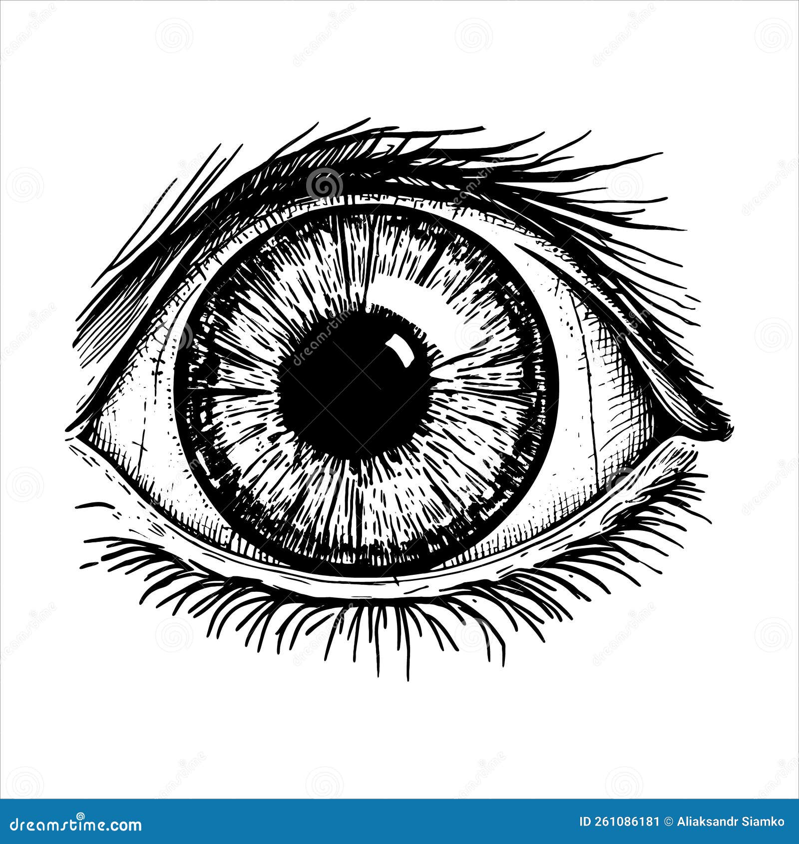 Hand drawn eye stock vector. Illustration of eyelid - 261086181