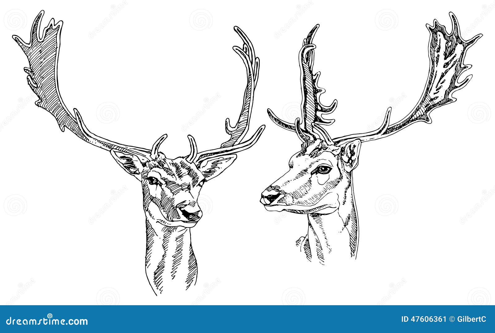 Hand Drawn Fallow Deer Heads. Stock Vector - Illustration of front ...