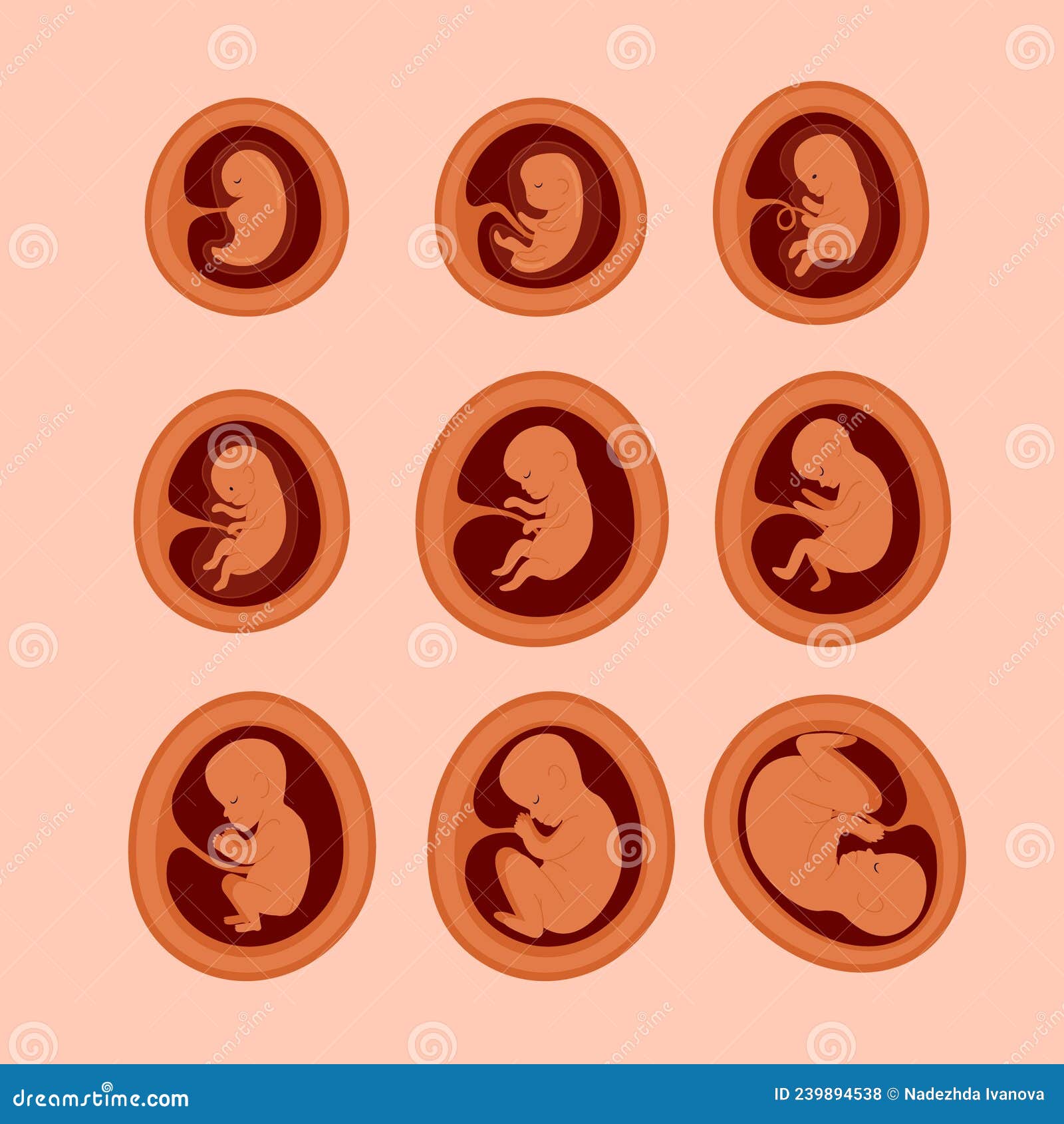 Hand Drawn Fetal Development Set Vector Illustration. Stock Vector ...