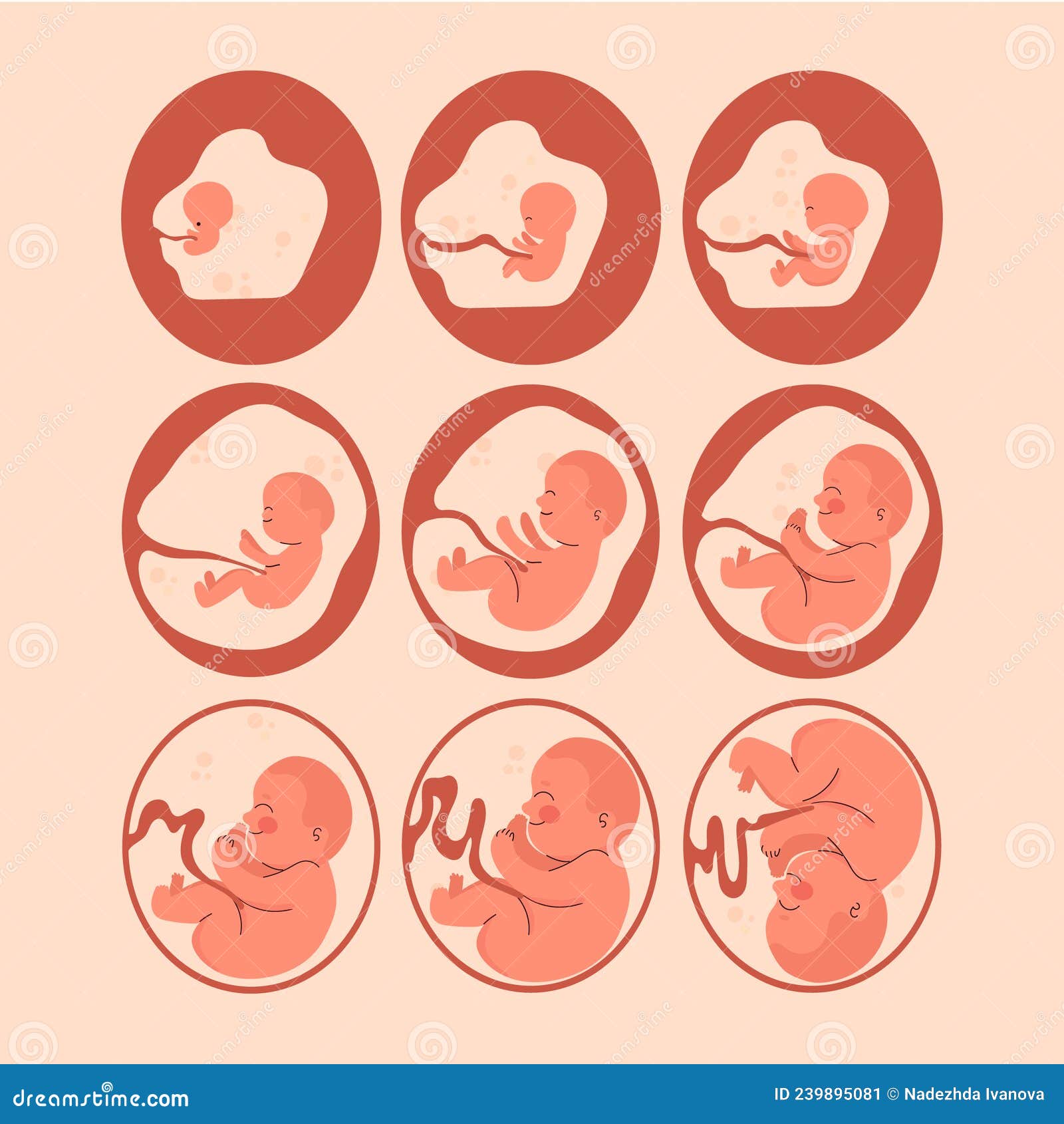 Hand Drawn Fetal Development Set Vector Illustration. Stock Vector ...