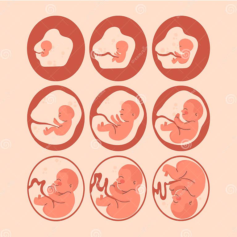 Hand Drawn Fetal Development Set Vector Illustration. Stock Vector ...