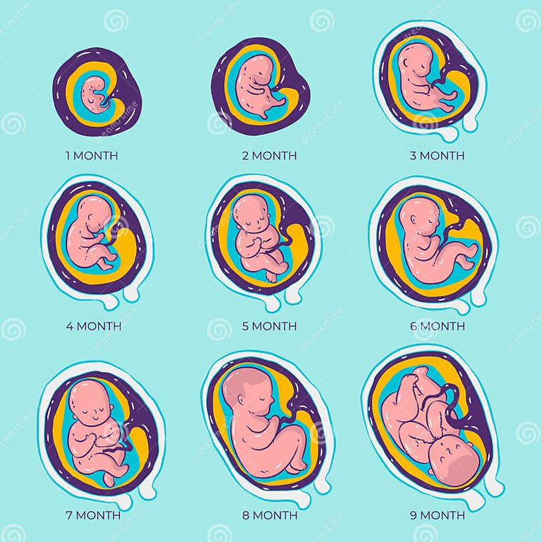 Hand Drawn Fetal Development Set Vector Illustration. Stock Vector ...