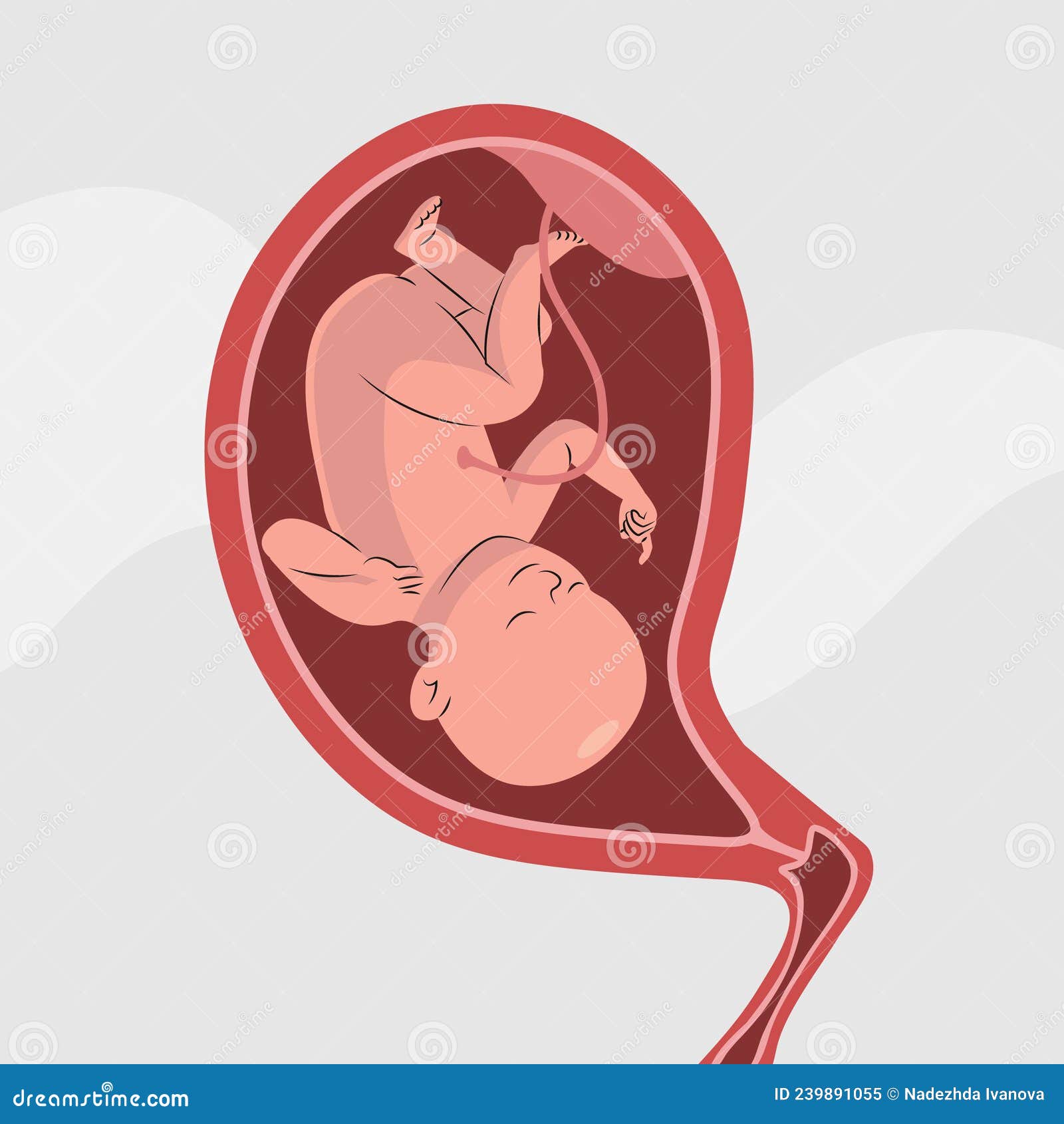Hand Drawn Fetus Illustration Vector Illustration. Stock Vector ...