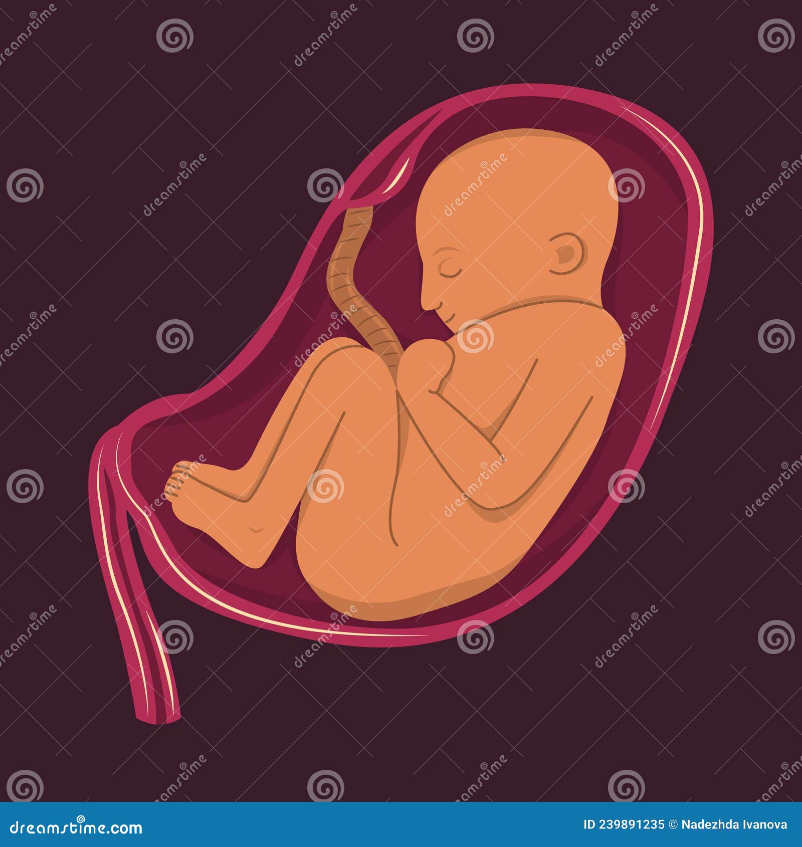 Hand Drawn Fetus Illustration Vector Illustration. Stock Vector ...