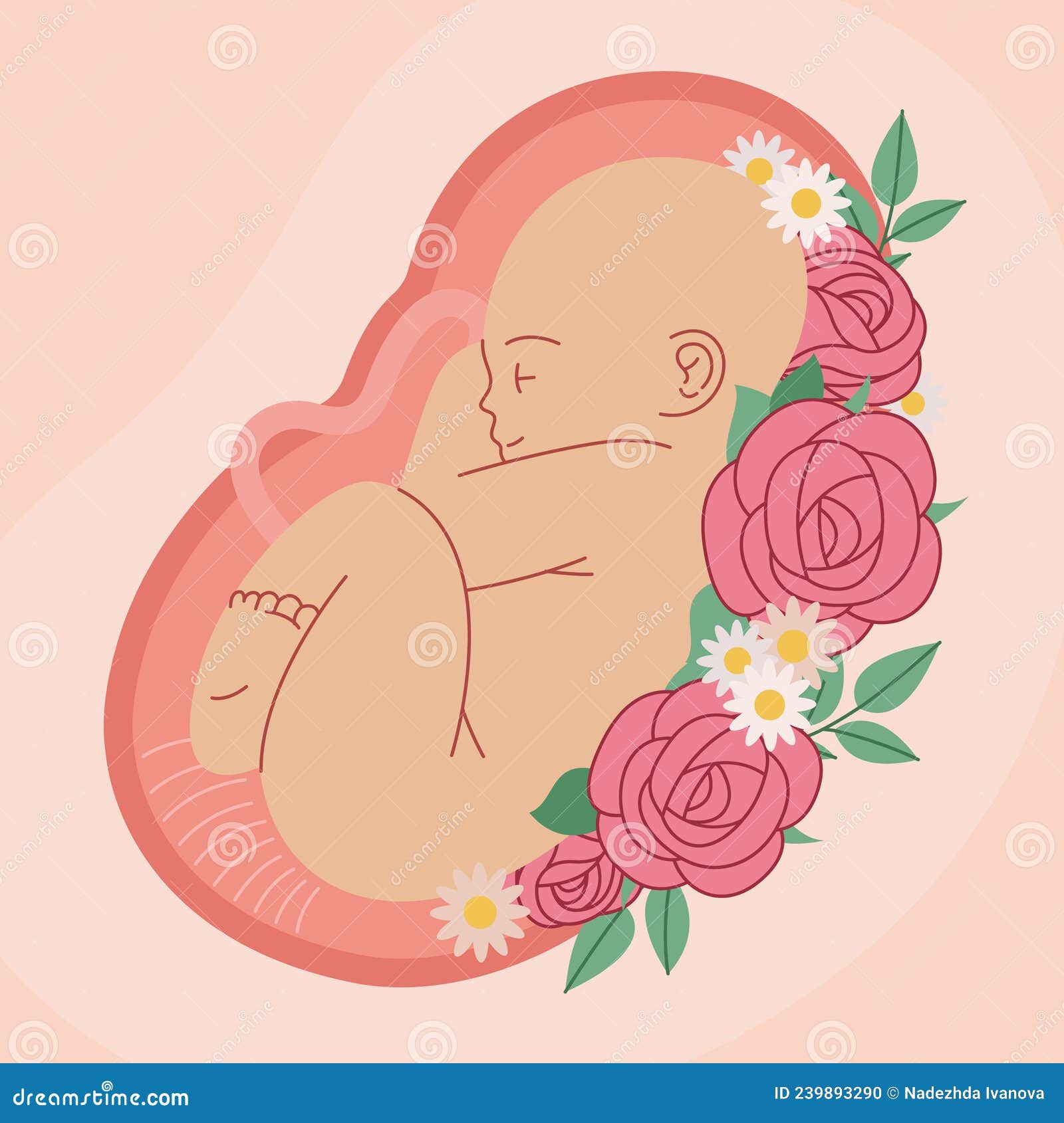 Hand Drawn Fetus Illustration Vector Illustration. Stock Vector ...