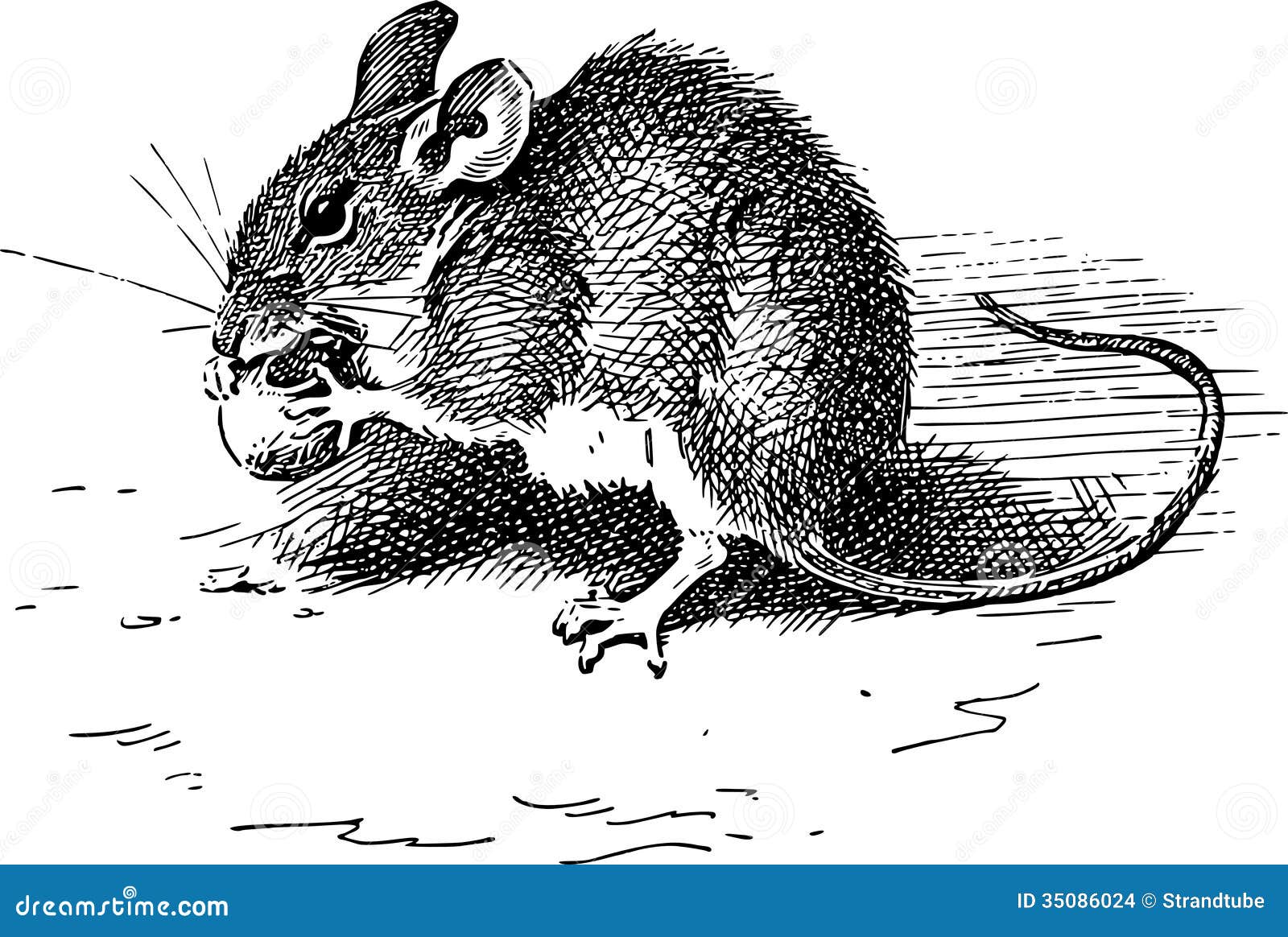 Hand Drawn field mouse stock illustration. Illustration of clip - 35086024