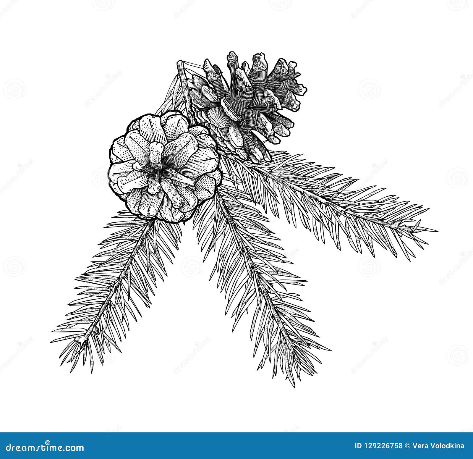 Hand Drawn Fir Tree Branch with Cone Isolated on White Background ...