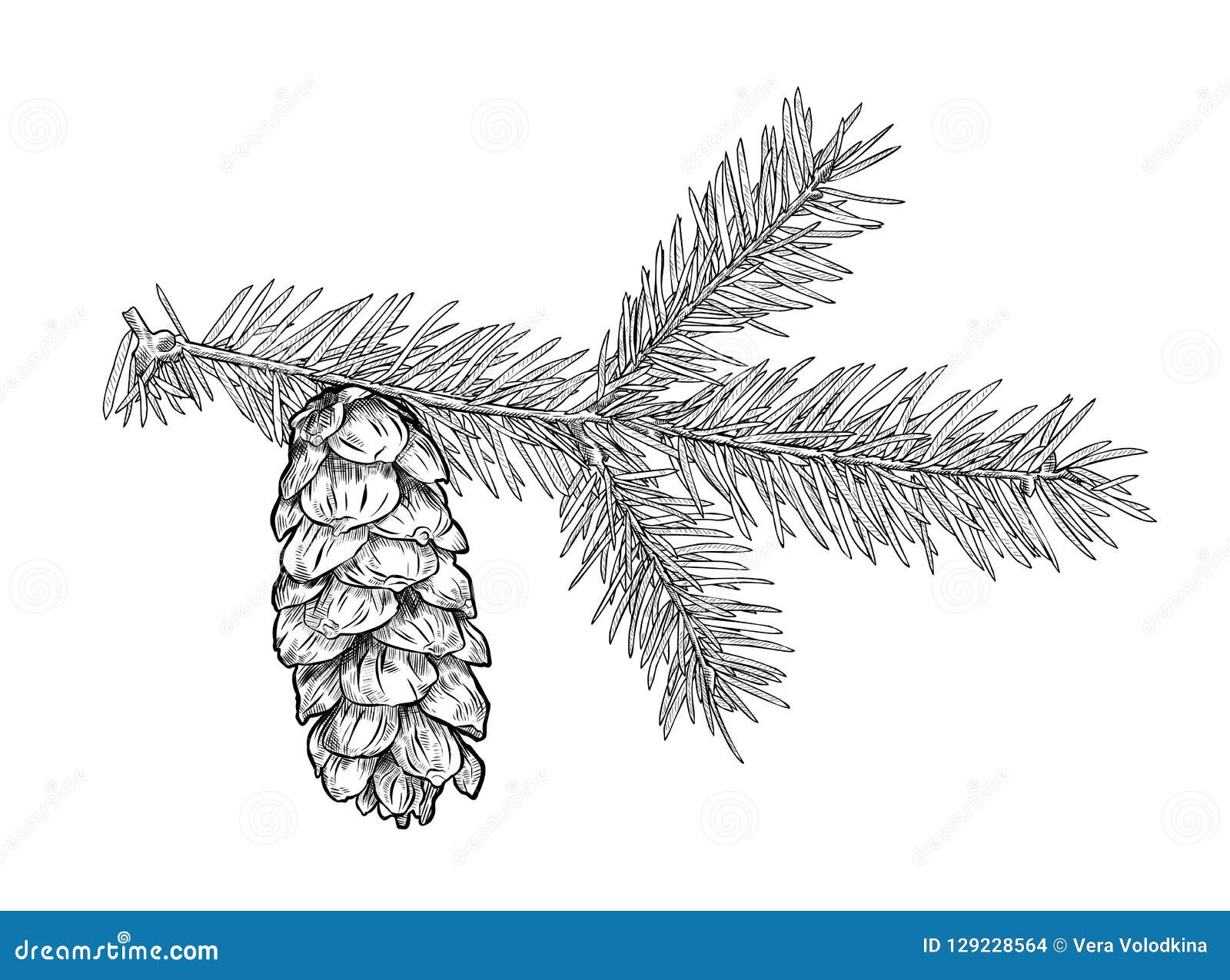 Hand Drawn Fir Tree Branch with Cone Isolated on White Background ...