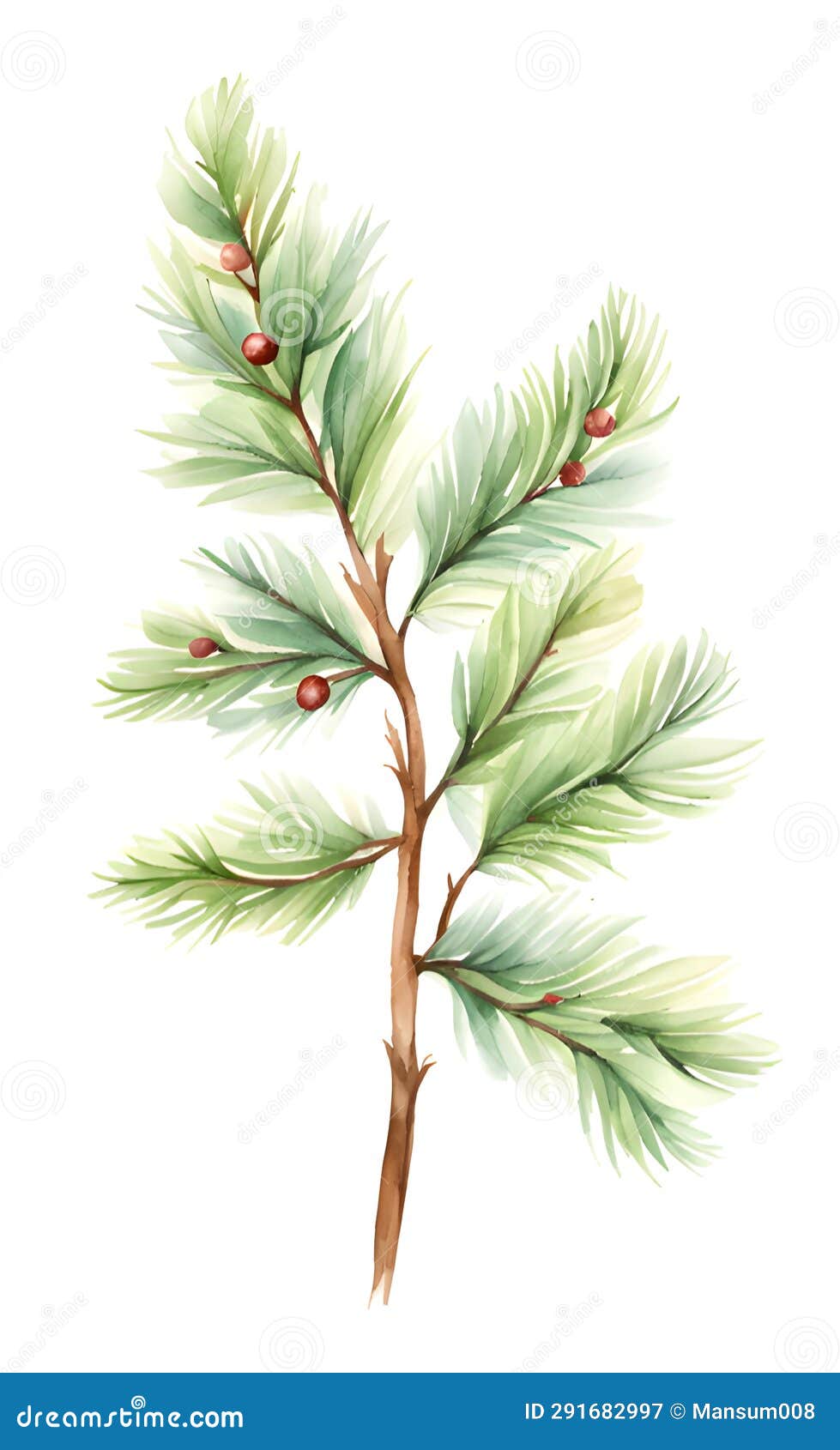 Hand Drawn Fir Tree Branches Stock Illustration - Illustration of ...