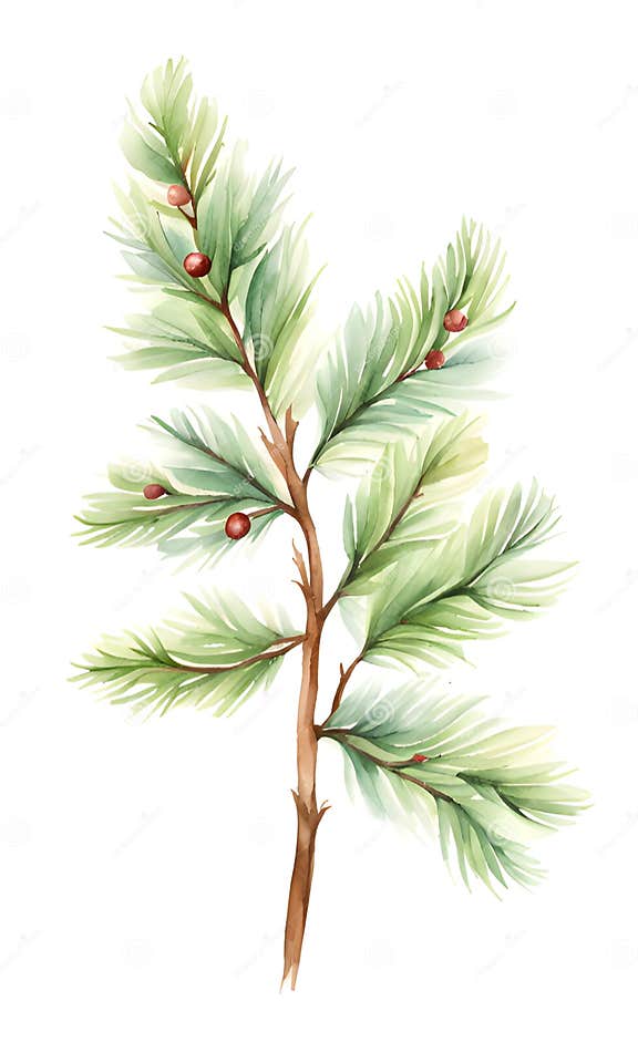 Hand Drawn Fir Tree Branches Stock Illustration - Illustration of ...