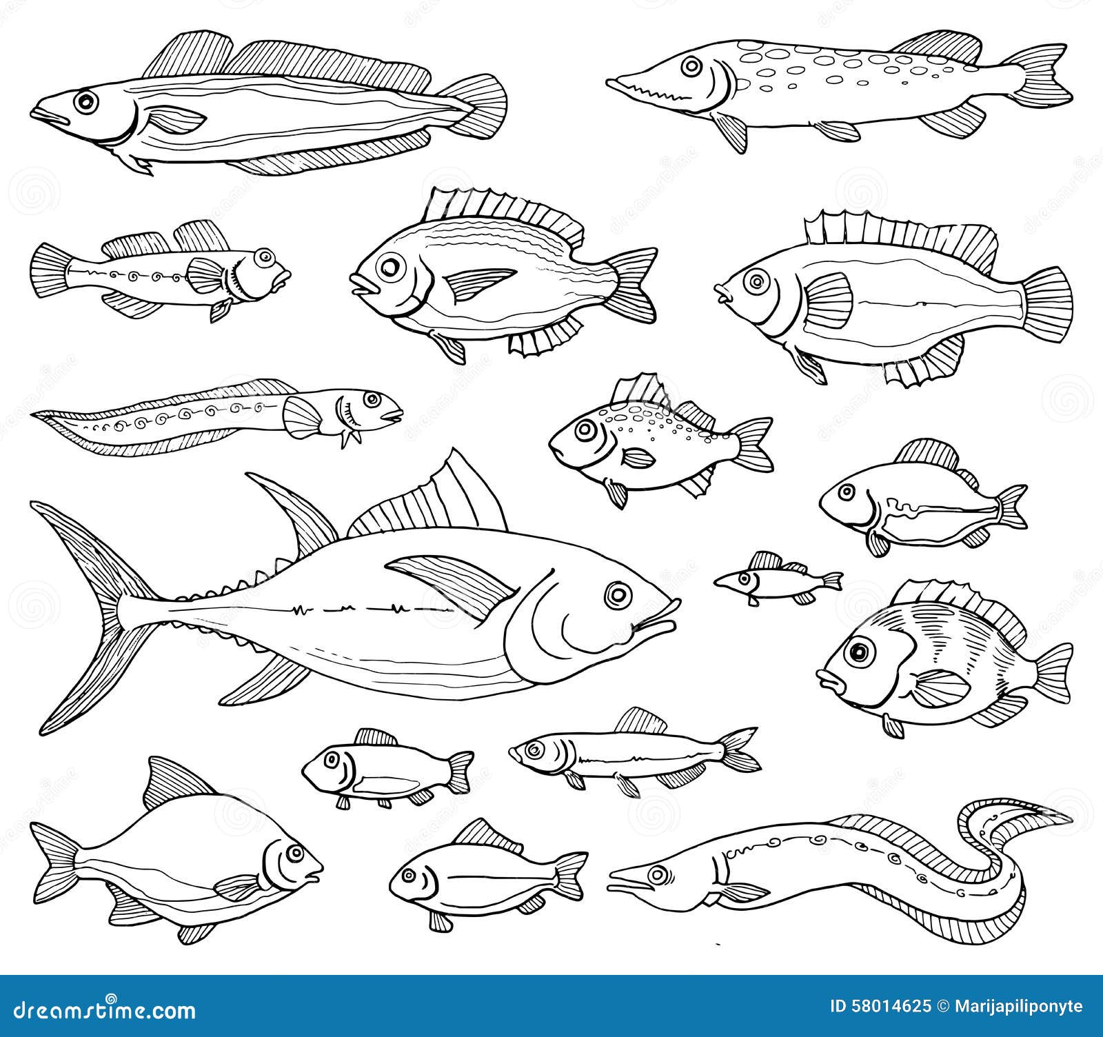 Hand drawn fish stock vector. Illustration of graphic - 58014625