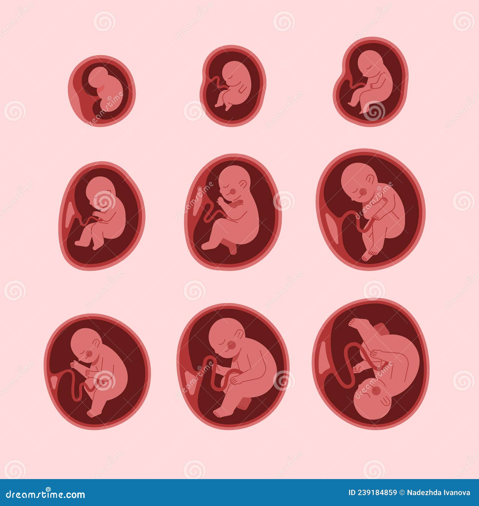 Hand Drawn Flat Design Fetal Development Infographic Vector ...