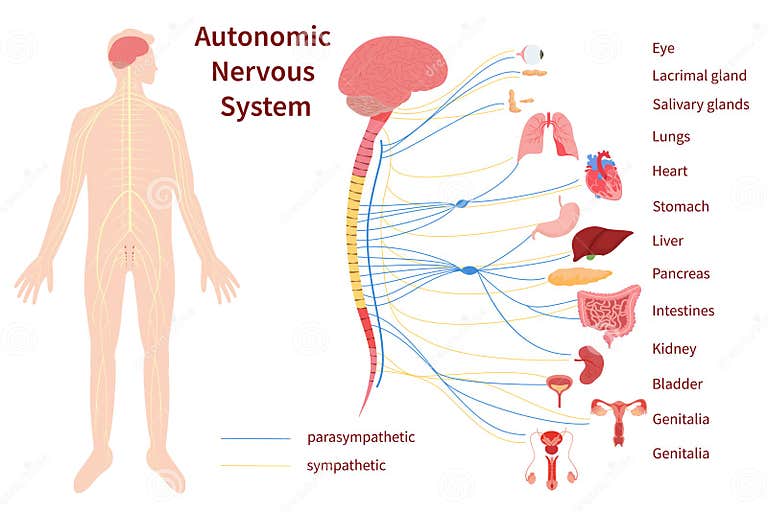 Hand Drawn Flat Human Body Organ Systems Composition Stock Illustration ...