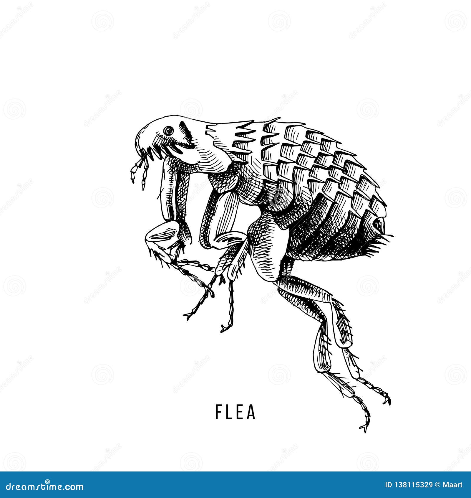 Hand drawn flea stock vector. Illustration of nature - 138115329