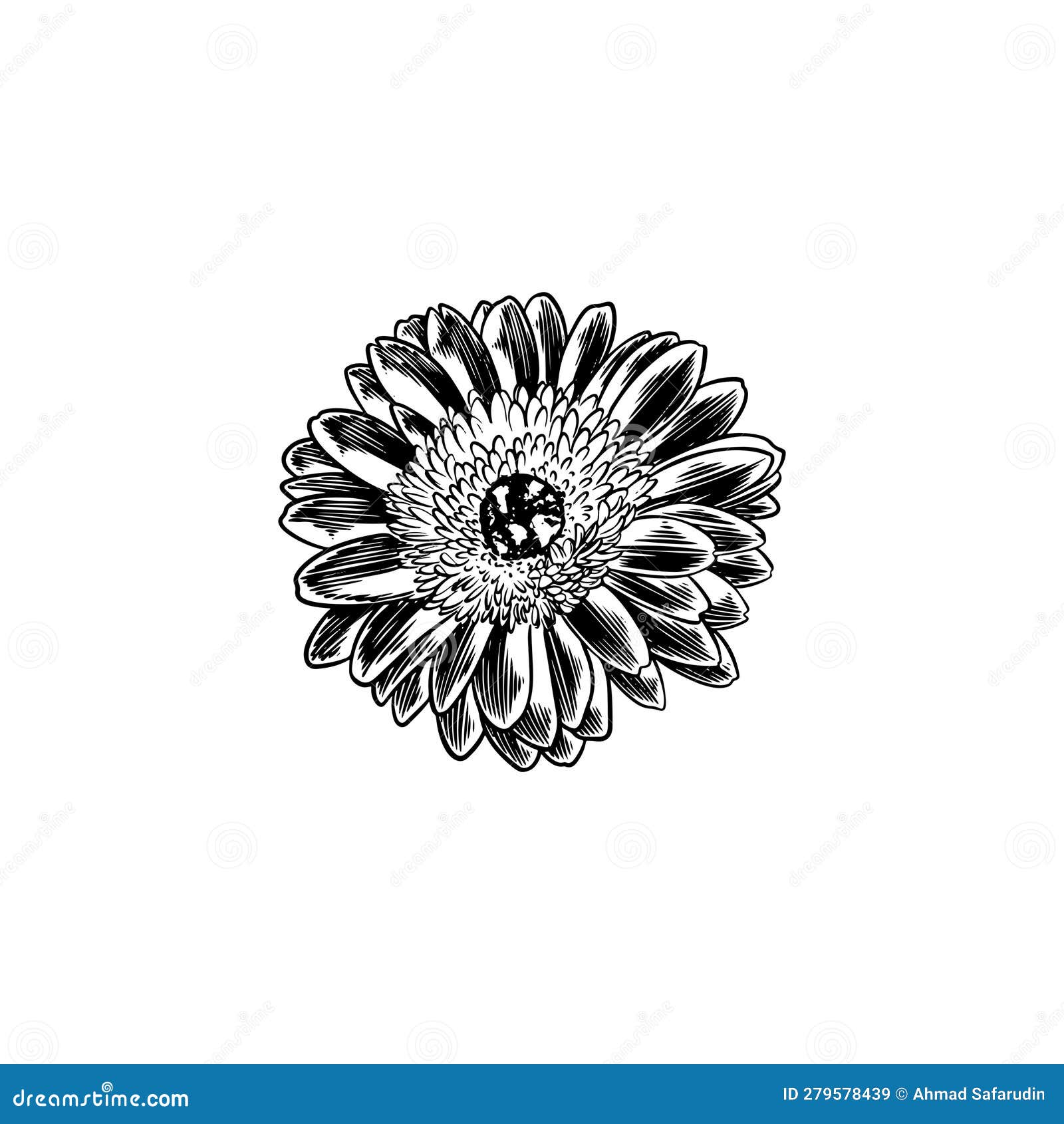 Hand Drawn Flower Botanical Drawing of Gerbera Isolated on White ...