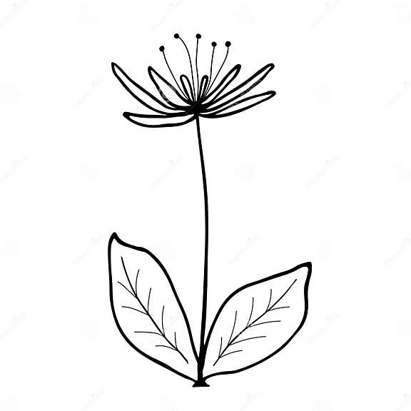Hand Drawn Flower And Branches Doodle Vector Illustration Stock Vector