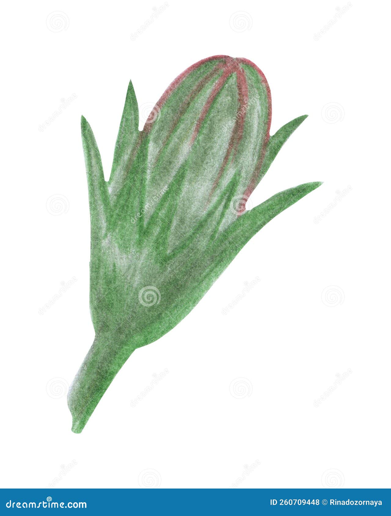 Hand Drawn Flower Bud Isolated on White Background. Stock Photo - Image ...