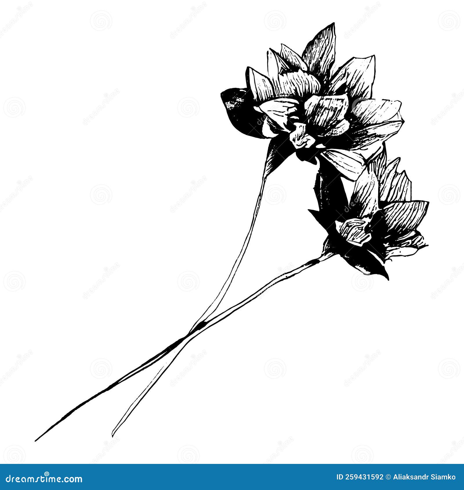 Hand Drawn Flowers Ink Illustration Stock Vector - Illustration of ...