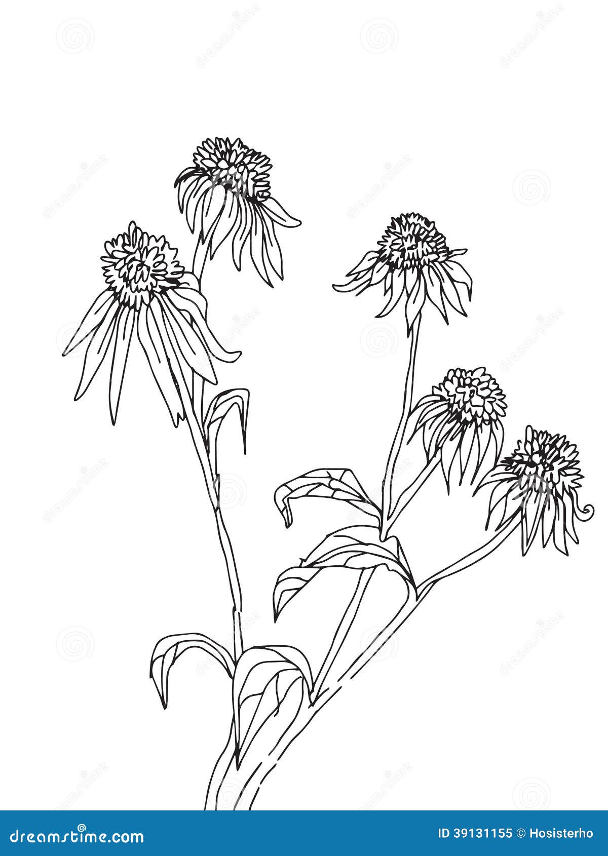 Hand Drawn Flowers Of Rudbeckia Sketch Stock Image | CartoonDealer.com ...