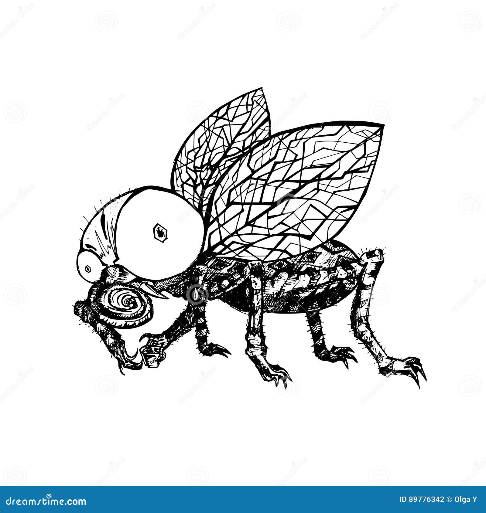 Hand Drawn Fly. Black and White Vector Illustration Stock Vector ...