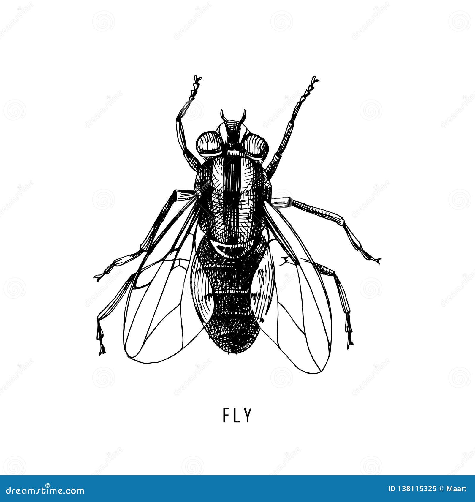 Hand Drawn Fly on White Background Stock Vector - Illustration of small ...