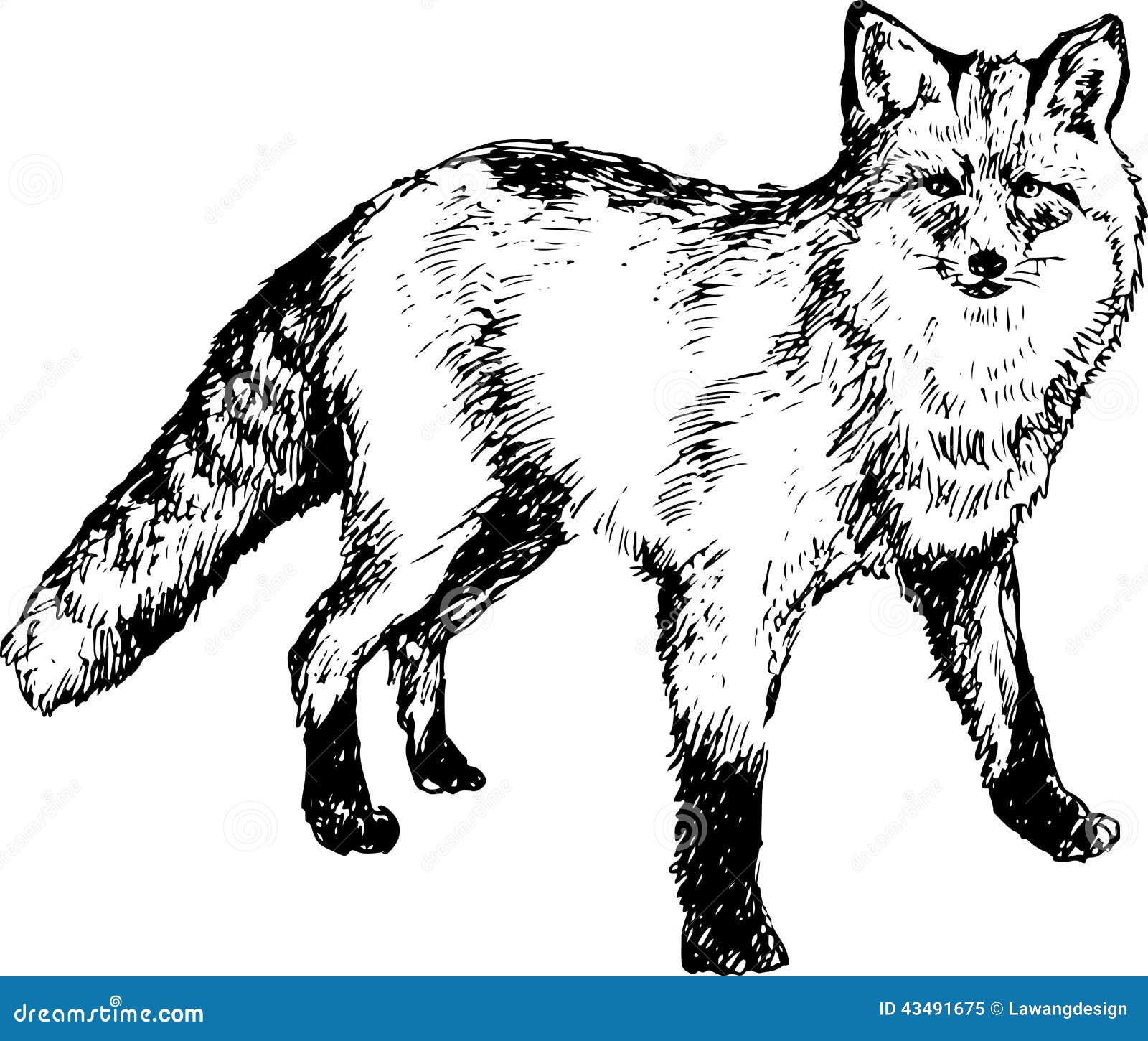 Hand drawn fox stock vector. Illustration of antique - 43491675