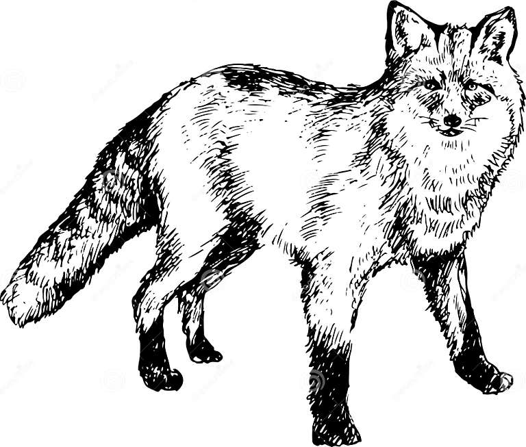 Hand drawn fox stock vector. Illustration of antique - 43491675