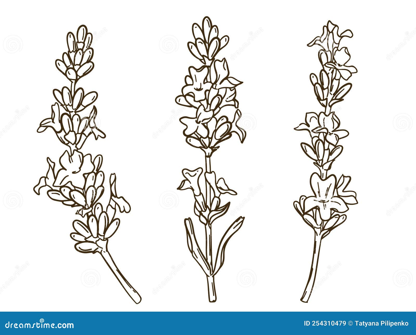 Lavender Hand Drawn Botanical Rustic Vector Illustration Stock Vector ...
