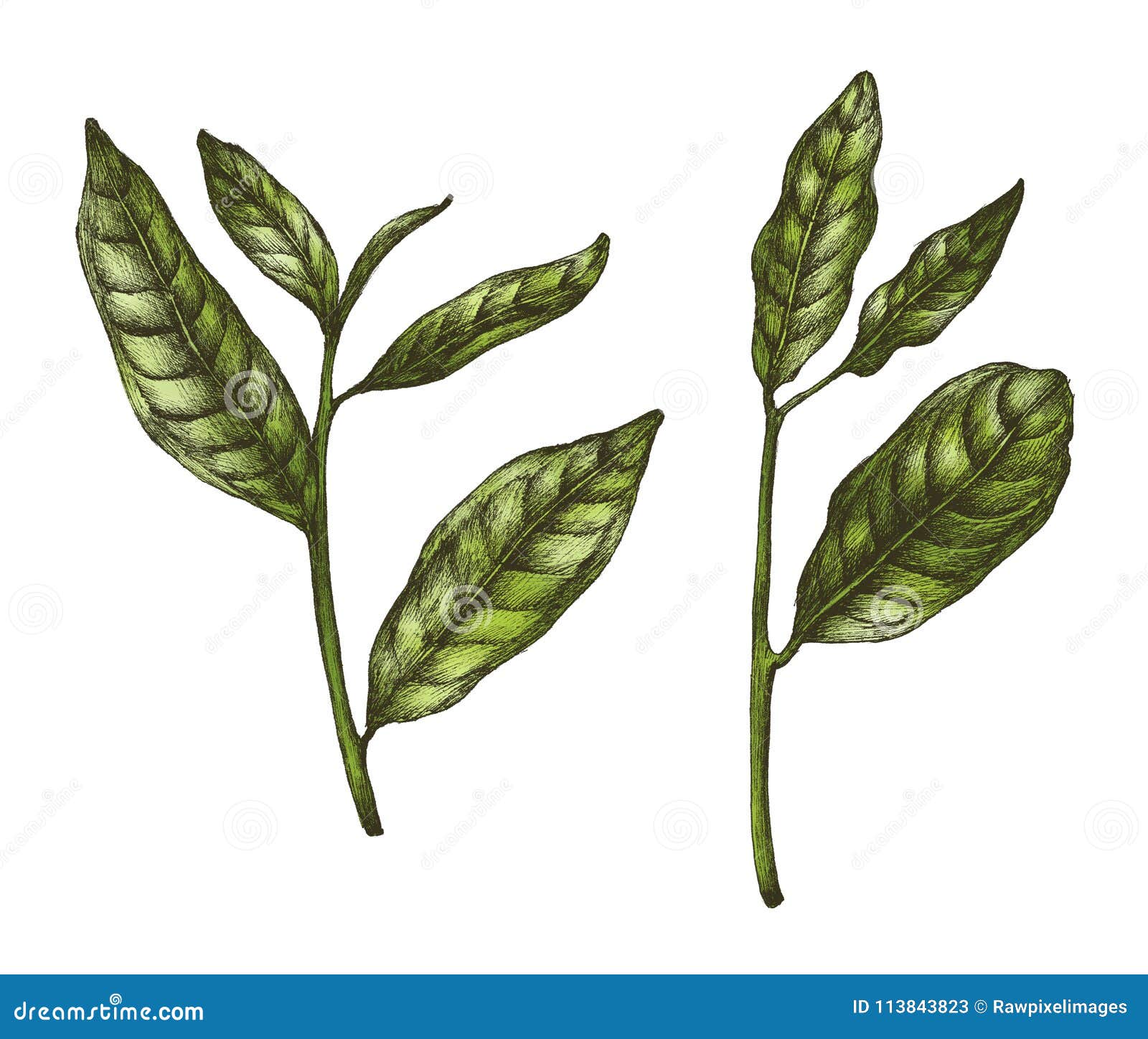 Hand Drawn Fresh Green Tea Leaf Stock Illustration - Illustration of ...